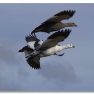 Help A520F Secure check fail : (PIT) / Repartition Failed - Poubelle ...